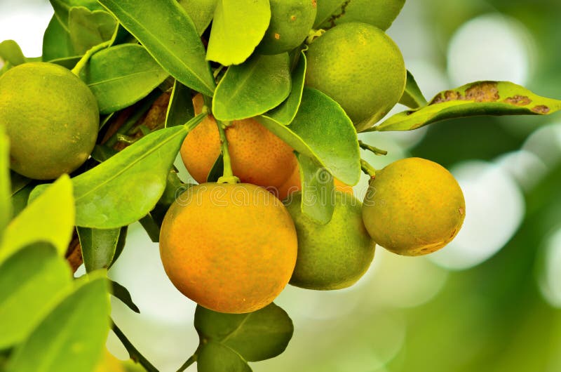 Ripe Oranges Hanging on a Tree Stock Image - Image of green, colorful ...