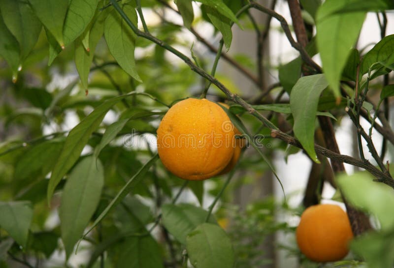 Ripe Oranges and Leaves on the Branches of a Tree. Ripe Orange on a ...