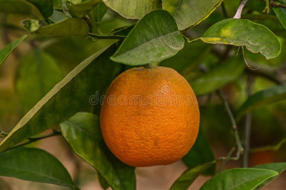 Citrus Fruit Growing on Tree Stock Photo - Image of growth, grapefruit ...