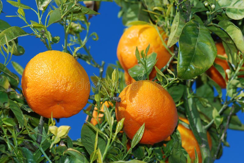 Ripe Oranges on a Tree stock photo. Image of fruit, farm - 2147898