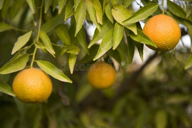 Ripe oranges on tree stock photo. Image of ripe, nutritional - 3608812