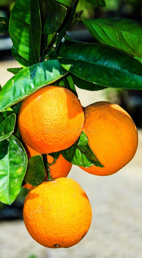 Ripe oranges on the tree stock photo. Image of leaves - 55813152