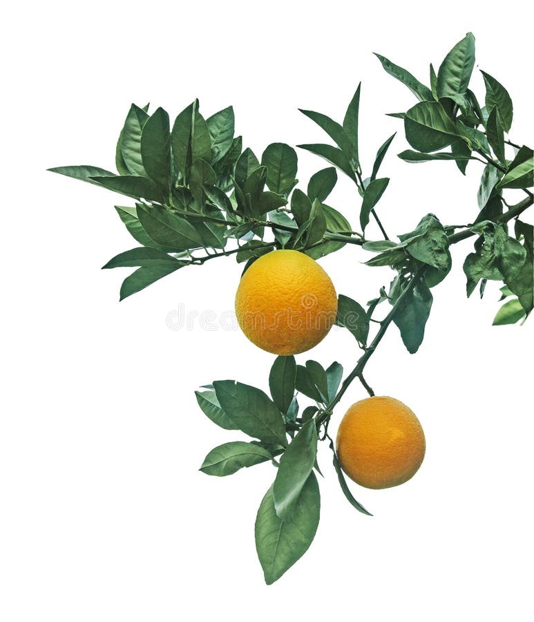 Ripe oranges on tree stock photo. Image of closeup, sour - 83358532