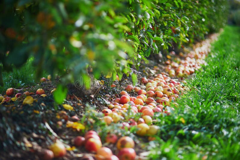 Ripe Organic Apples Lying on the Ground in Orchard Stock Image - Image ...
