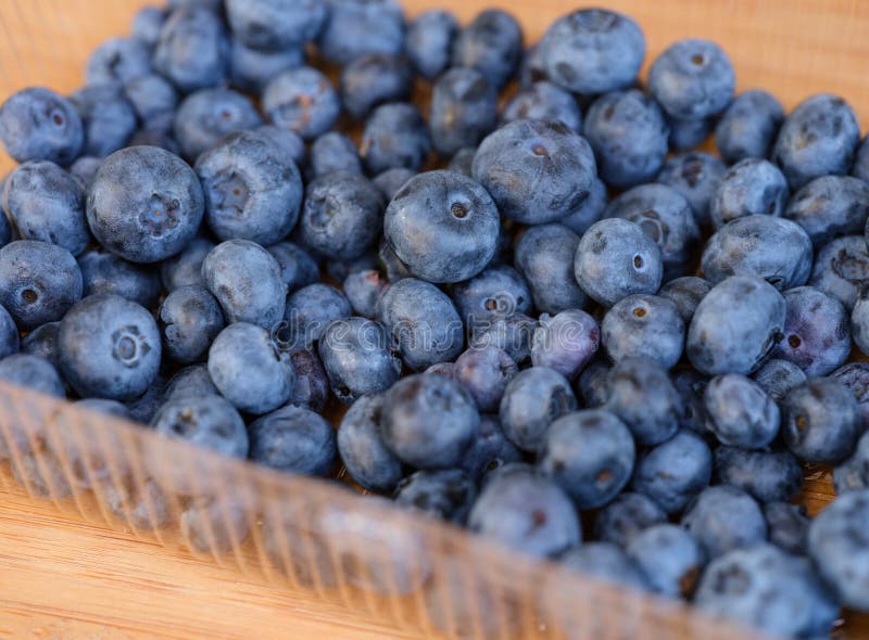 Ripe Organic Blueberries in a Plastic Container Stock Photo - Image of ...