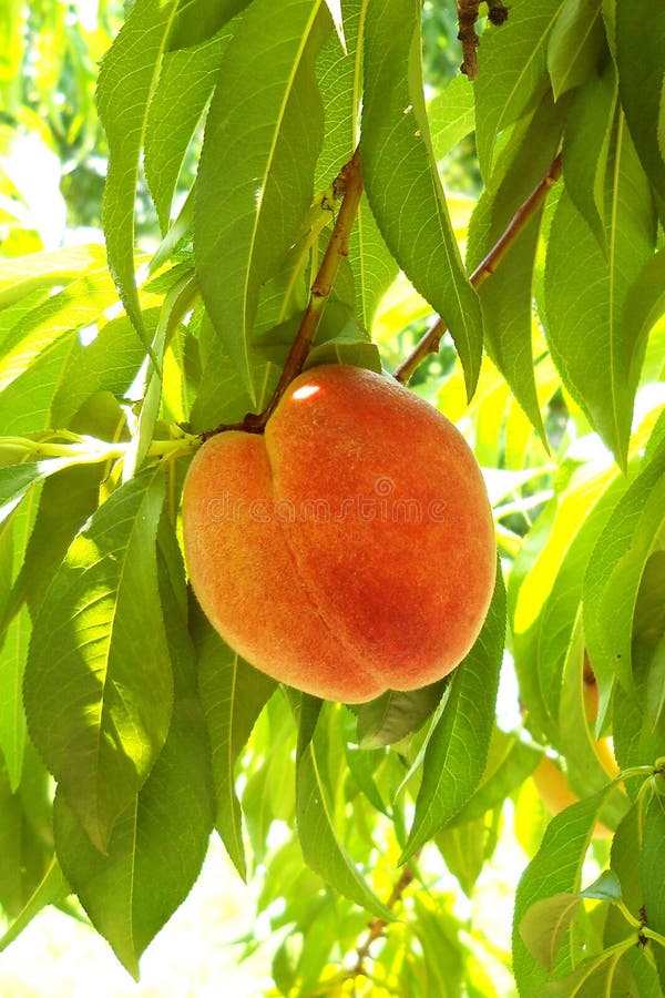 Ripe Organic Peach stock image. Image of green, fruit - 20565629