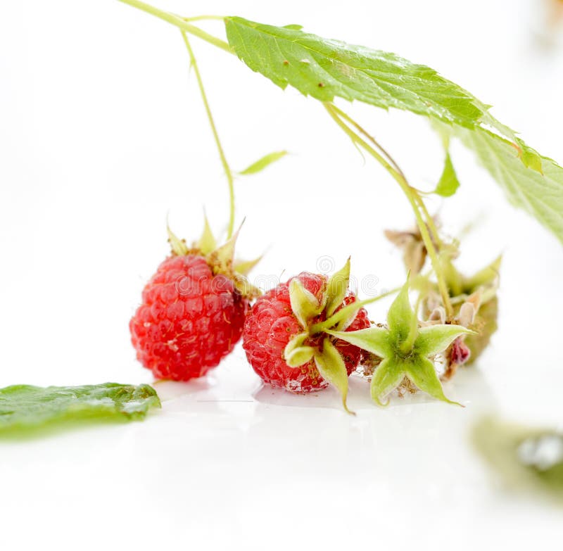 Ripe Organic Raspberries on a White Background Stock Image - Image of ...
