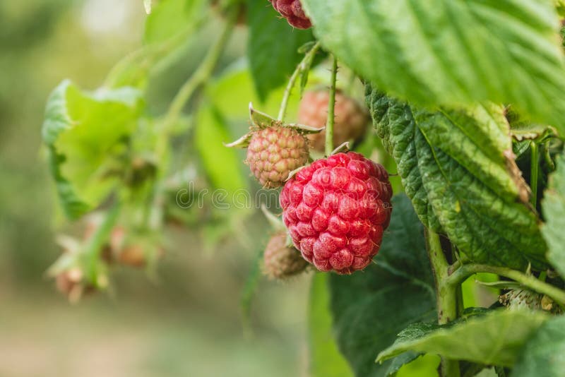 Raspberry. Growing Organic Berries Stock Photo - Image of growing ...
