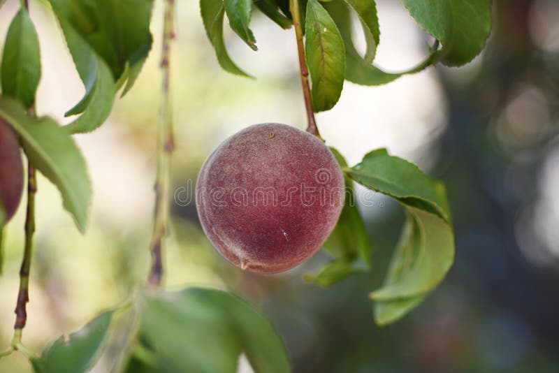 Ripe organic red peach stock image. Image of leaves, peaches - 93283461