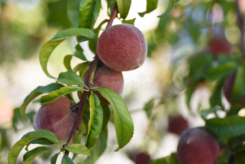 Ripe organic red peaches stock image. Image of natural - 93283455