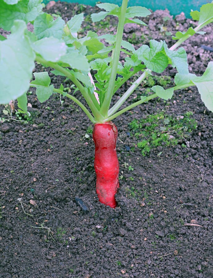 Ripe Oval Red Daikon Stock Photos - Free & Royalty-Free Stock Photos ...