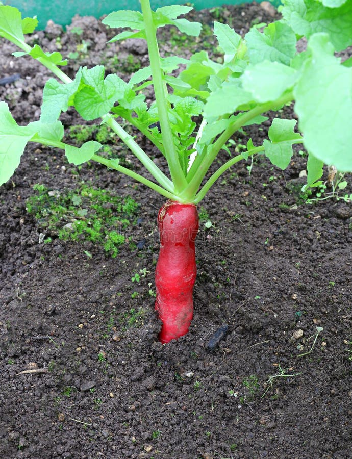 Ripe oval red radish stock image. Image of garden, vegetables - 41178851