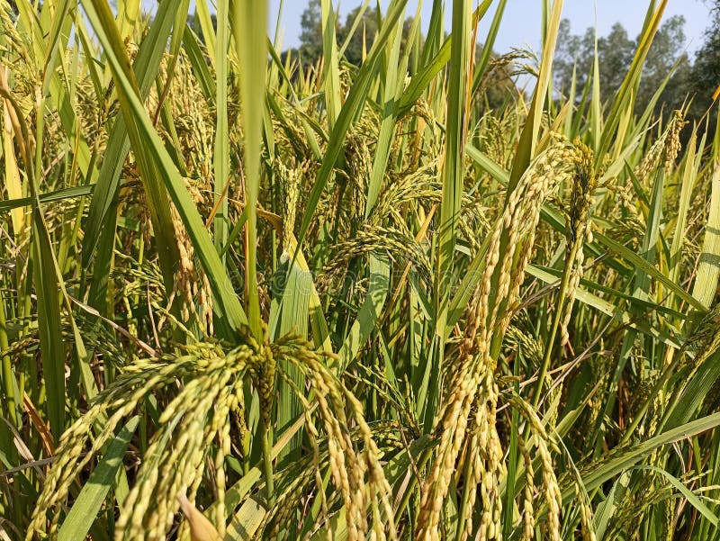 Ripe paddy farm on field stock image. Image of fresh - 235575753