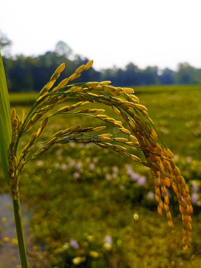 Ripe paddy farm on field stock photo. Image of closeup - 235575764