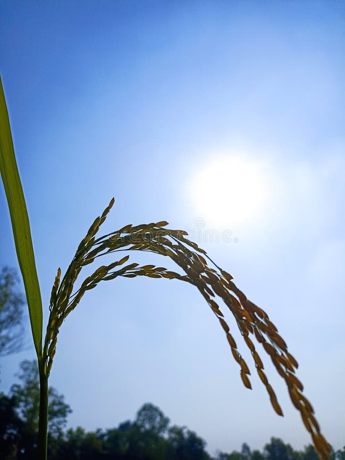 Ripe paddy farm on field stock photo. Image of farm - 235575774