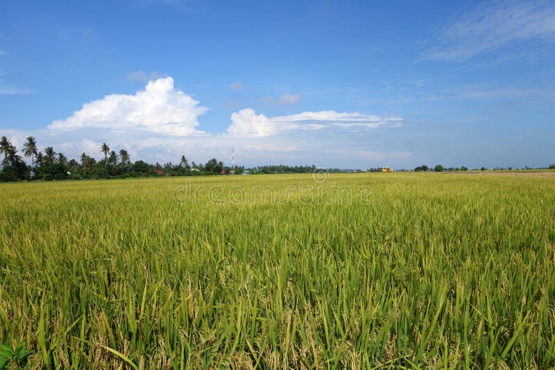 The Ripe Paddy Field is Ready for Harvest Stock Image - Image of ...