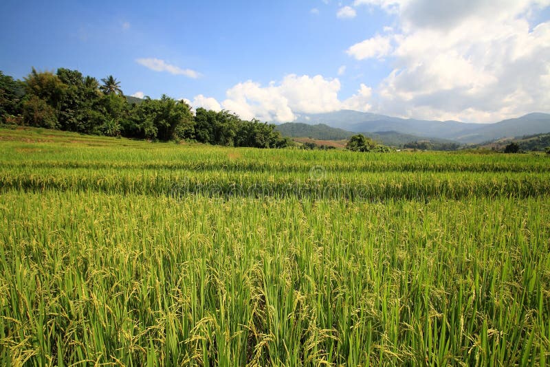 Ripe paddy rice field stock photo. Image of countryside - 27658928