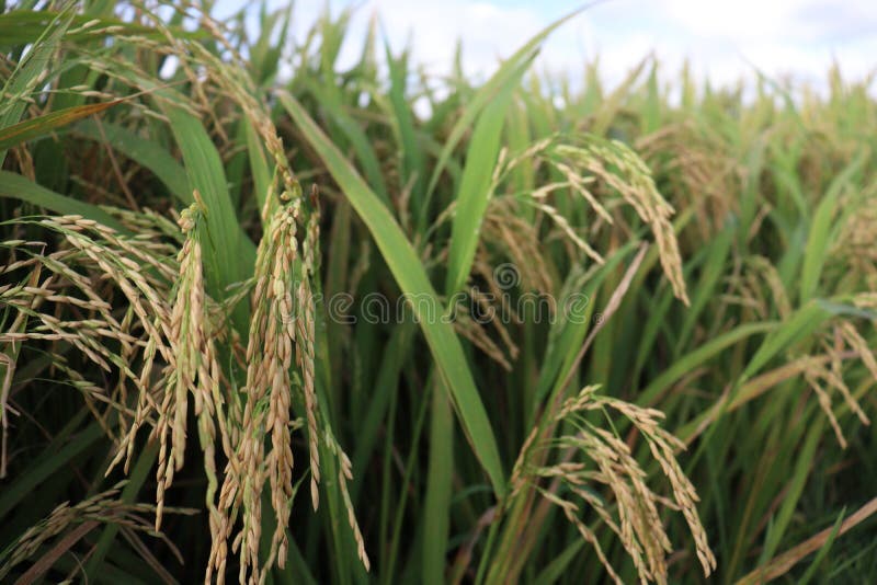 Ripe paddy on tree in farm stock image. Image of fields - 257217143