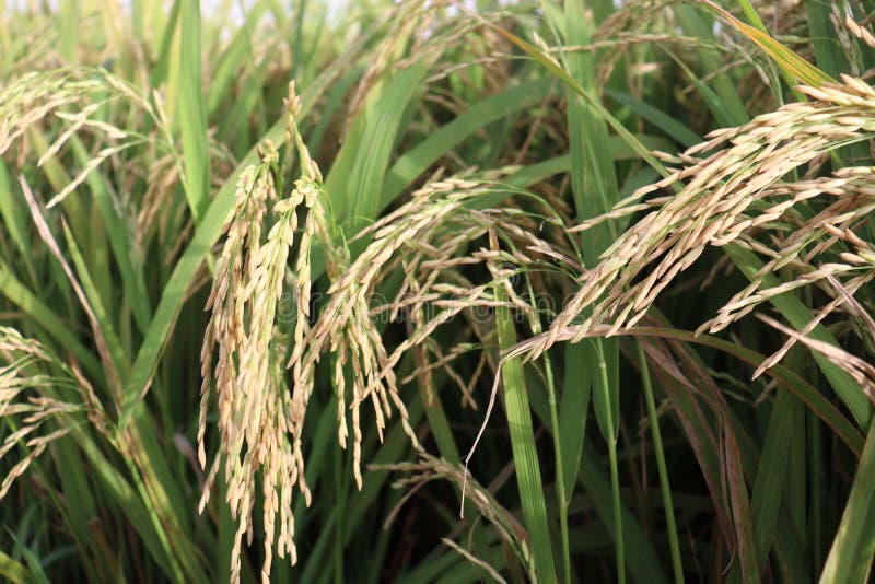 Ripe paddy on tree in farm stock image. Image of farm - 257217151