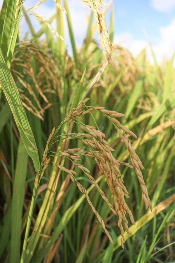 Ripe paddy on tree in farm stock photo. Image of gold - 257217296
