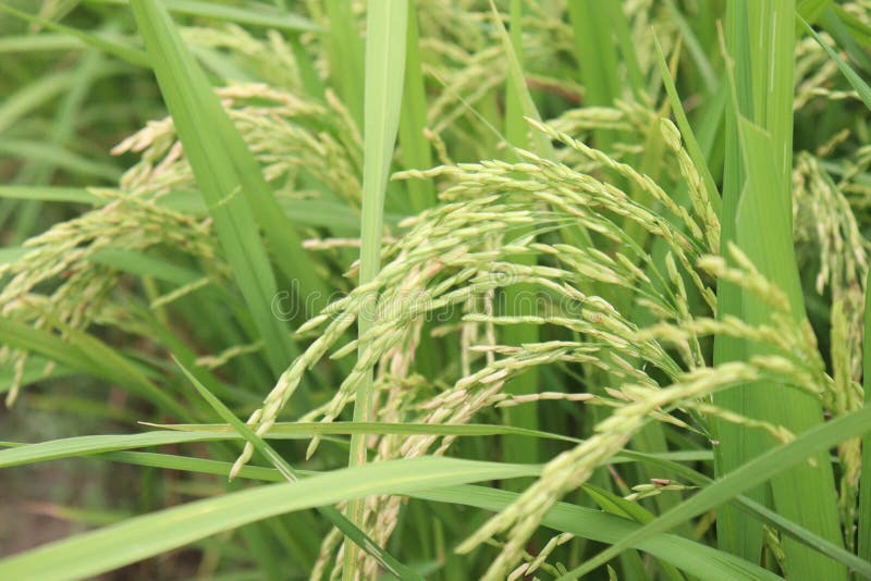 Ripe paddy on tree in farm stock image. Image of leaf - 257219407