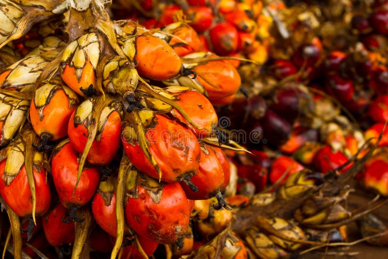 Ripe palm fruit stock image. Image of food, plantation - 23219171