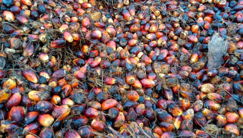 Ripe palm fruit bunches stock image. Image of fish, invertebrate ...