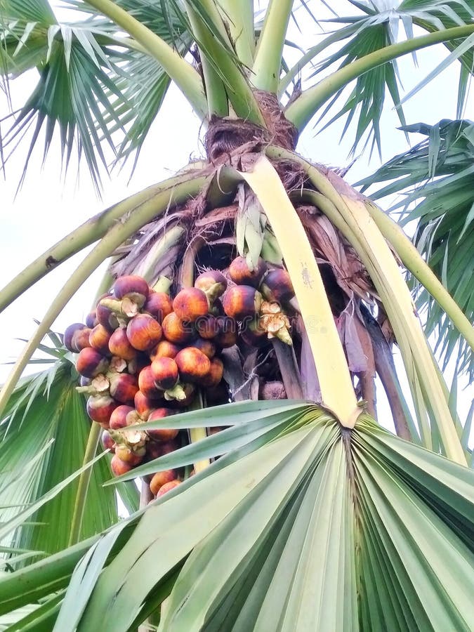 Ripe Oil Palm. Elaeis Guineensis on Its Tree, the Green Fruitlets are ...