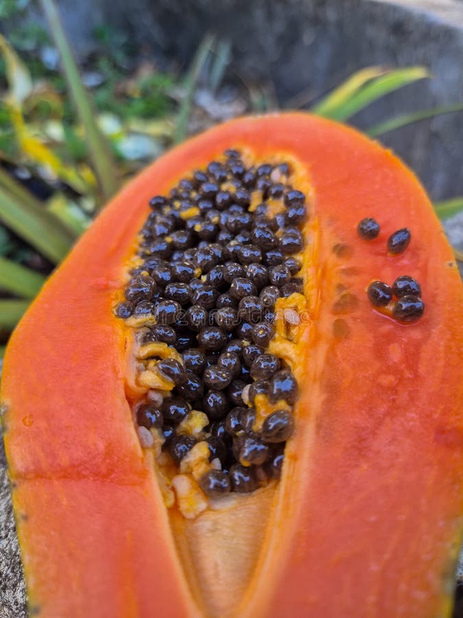 Ripe Papaya Cut in Half with Highlighted Seeds. Stock Image - Image of ripe, details: 393457141