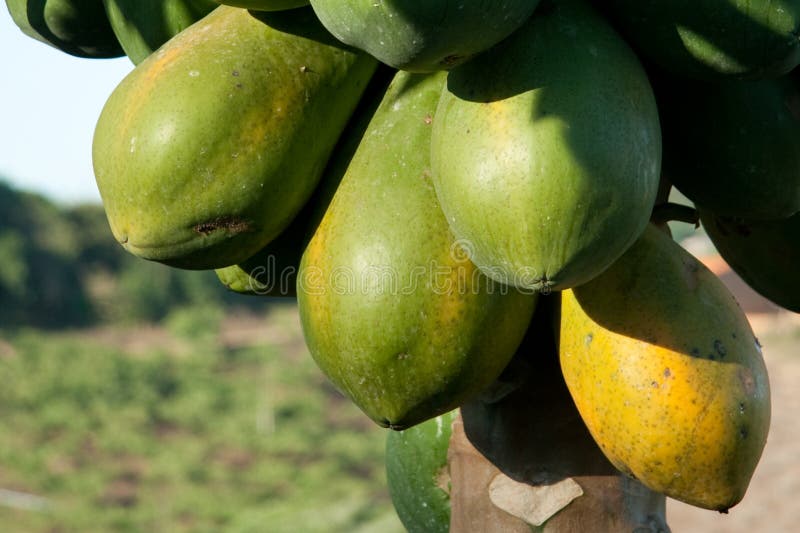 Ripe papaya fruit on tree stock photo. Image of nutritious - 11038124