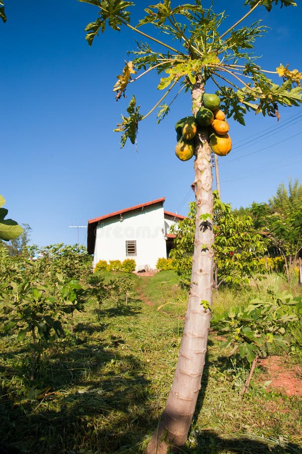Ripe papaya fruit on tree stock photo. Image of nutritious - 11038124