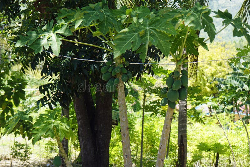 Ripe Papaya Fruit on a Tree at the Philippines Stock Image - Image of ...