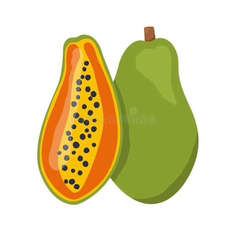 Ripe papaya fruit stock vector. Illustration of detailed - 331841865