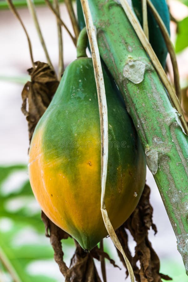 Ripe Papaya Hang on Tree,tropical Fruit Stock Image - Image of leaf ...