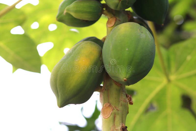 Ripe Papaya on Tree in Papaya Field Stock Image - Image of trees, farm ...