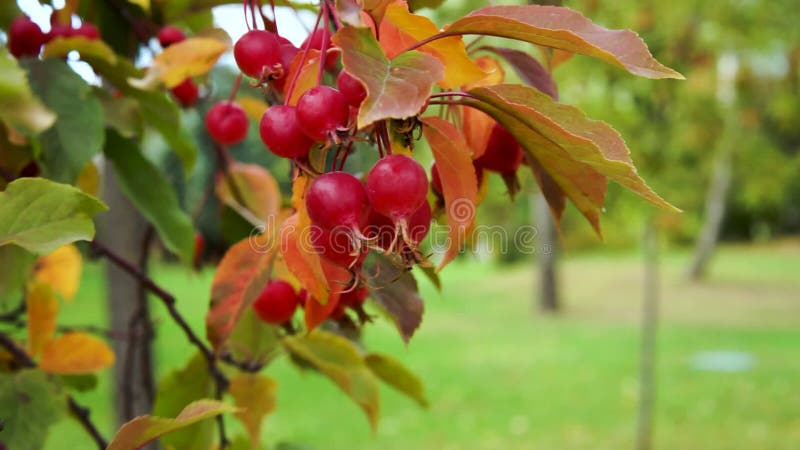 Ripe Paradise Apples on a Branch. Wild Apple Tree with Ripe Small ...