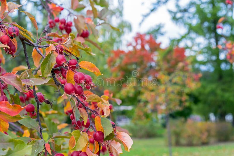 Ripe Paradise Apples on a Branch. Wild Apple Tree with Ripe Small ...