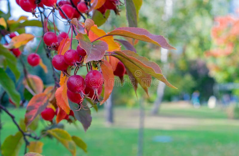 Ripe Paradise Apples on a Branch. Wild Apple Tree with Ripe Small ...