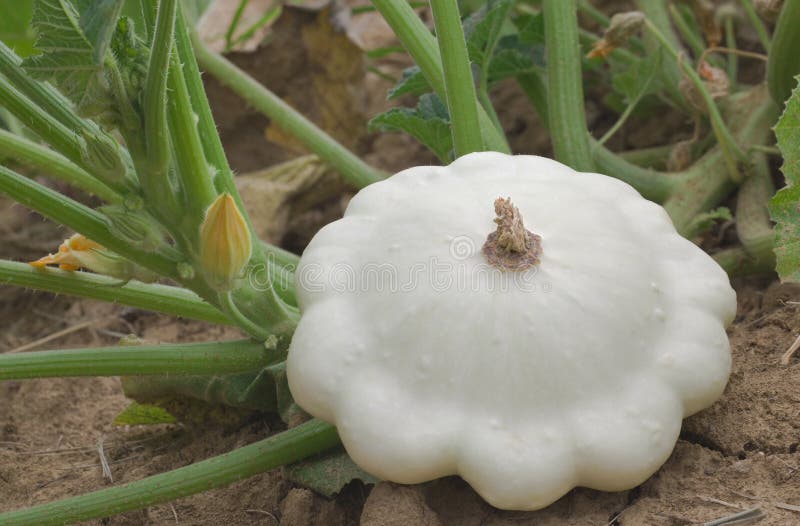 Pattypan White Squash stock photo. Image of pattypan - 115248752