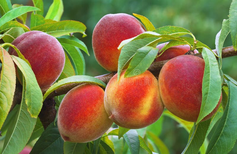 Ripe Peach Branch stock image. Image of tree, green, branch - 96878713