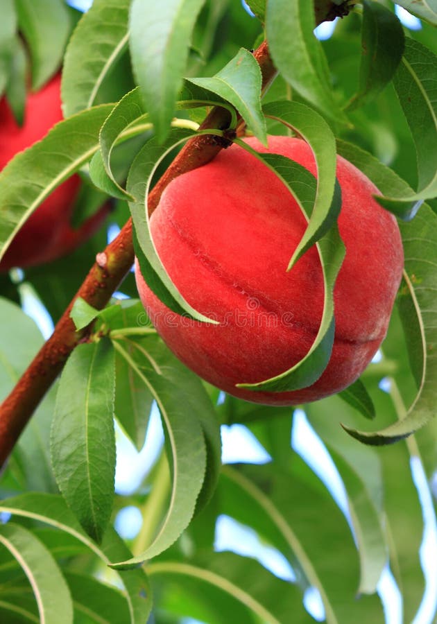 Ripe Peach stock image. Image of nature, fruit, fruits - 57508021