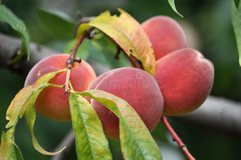 Ripe peach fruit stock photo. Image of plants, fruit - 111098522