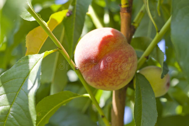 Ripe peach growing on tree stock photo. Image of fresh - 32045162