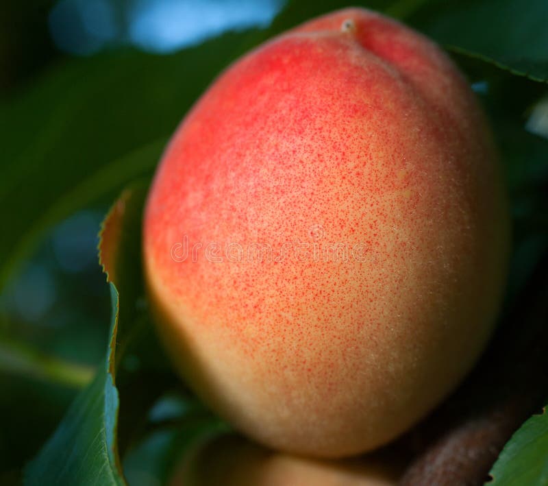 Ripe peach stock image. Image of leaves, ripen, fruit - 40367083