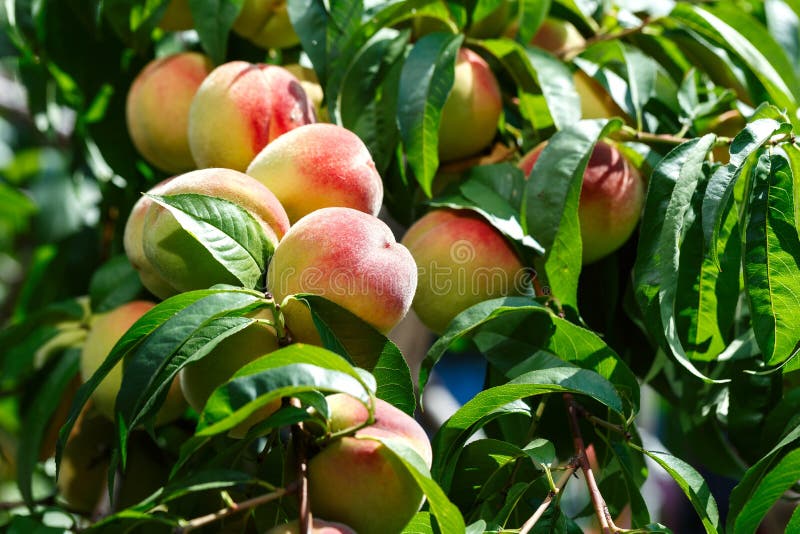 Ripe peaches in the garden stock photo. Image of freshness - 97973396