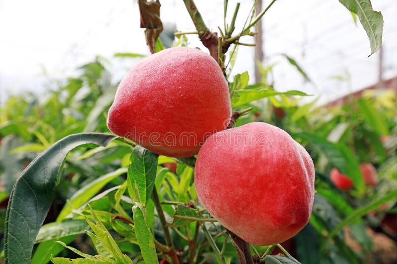 Ripe Peaches in Greenhouses in Spring Stock Image - Image of growing ...