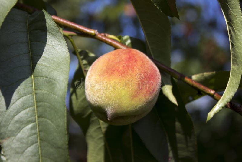 Ripe Peaches Grow on the Tree, Summer. Fruit in Beautiful Sunlight ...
