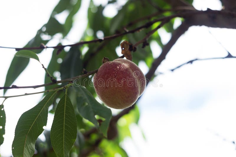 Ripe Peaches Grow on the Tree, Summer. Fruit in Beautiful Sunlight ...