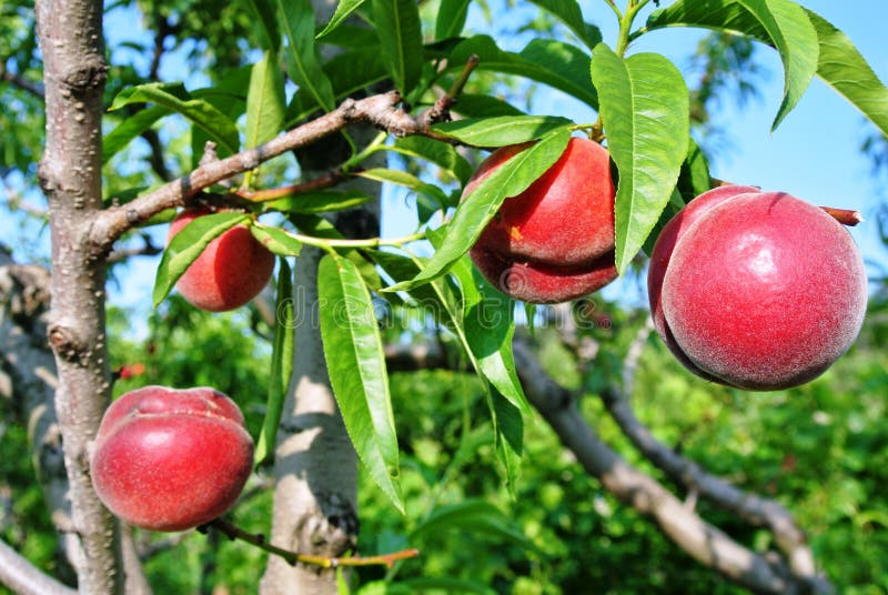 Ripe Peaches Hanging from a Branch Stock Photo - Image of summer, food ...