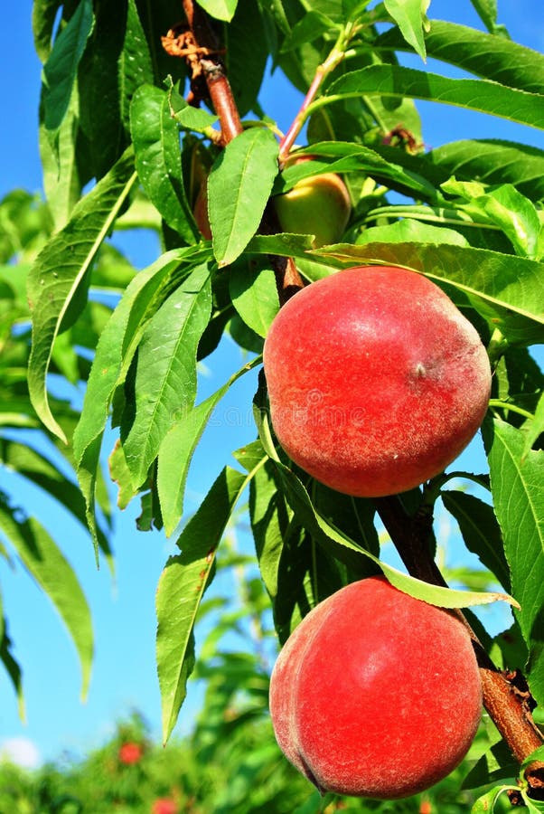 Ripe Red Peaches on the Tree in an Orchard; Photo Collage Stock Image ...